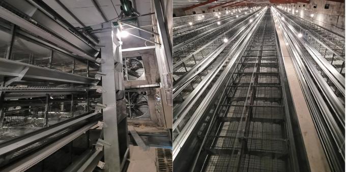 Multi Tier Automatic Poultry Feeding System For Broiler 1800x1200x410mm ...