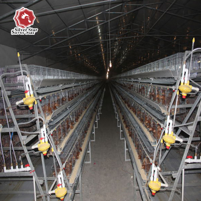 Poultry Farm Battery Chicken Cage Equipment 96 Birds / Set