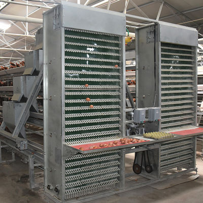 Wanxin Motor Automatic Chicken Egg Collector , 2mm HDG Layer Poultry ...