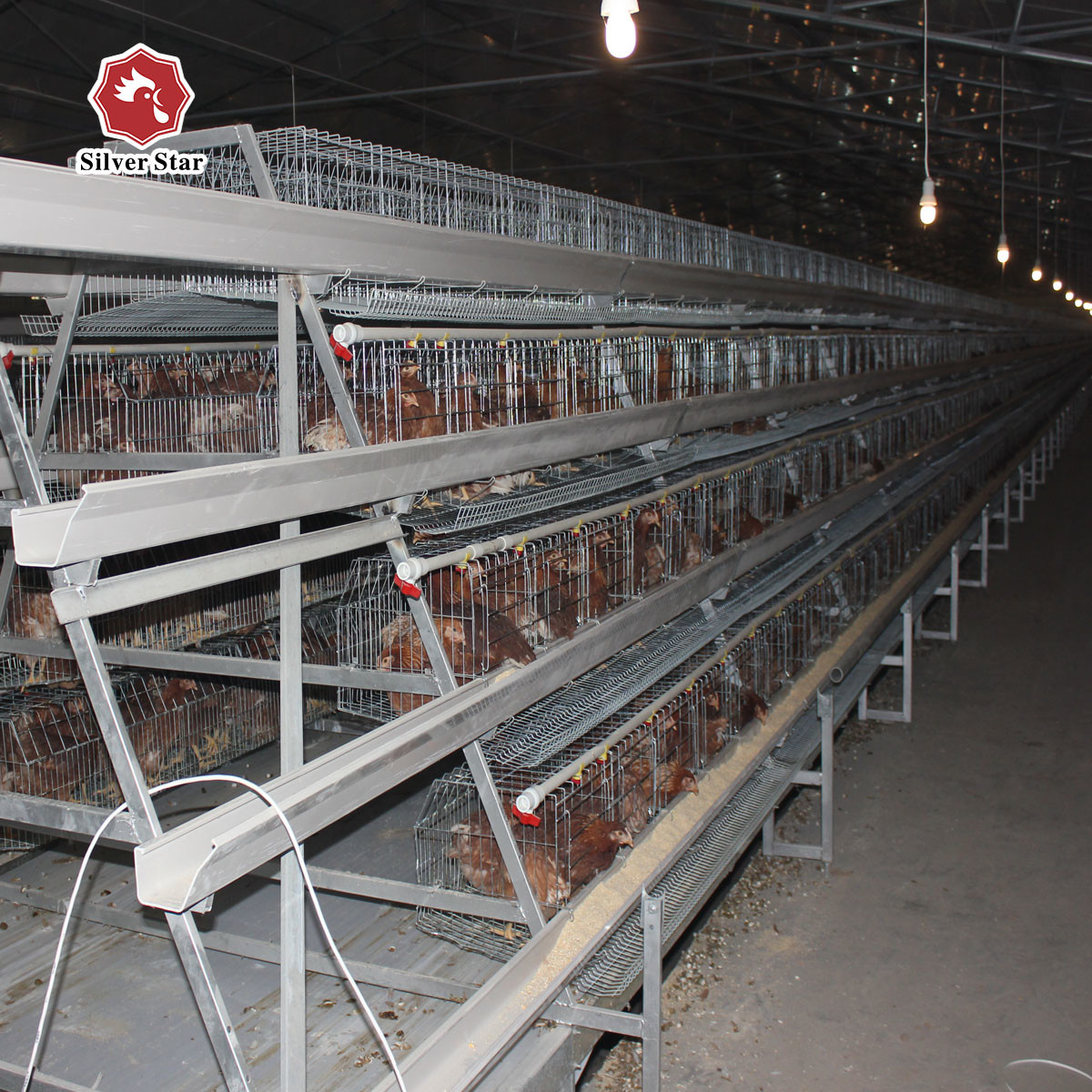 New Type Battery Chicken Cage Automatic Manure Cleaning System