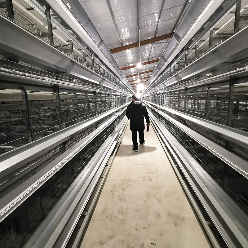 Galvanized A-Type Laying Hens H-Type Battery Cage And Automatic ...