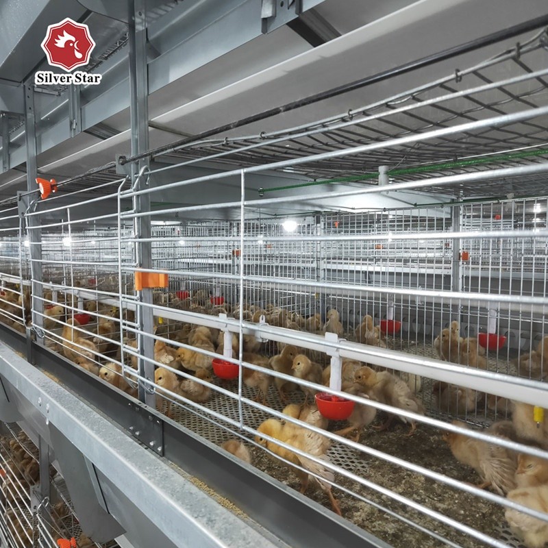 Baby Chick Cages In An H Type Configuration For Automatic Poultry ...