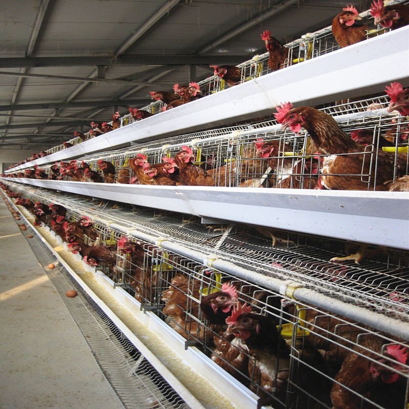 A Type Layer Egg Laying Chicken Cage 160 Birds With Automatic Feeding ...