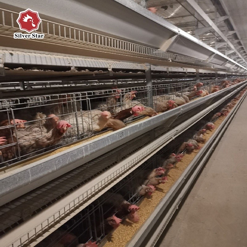 H Type Chicken Raising System Automatic Poultry Farm For Broiler Layer ...