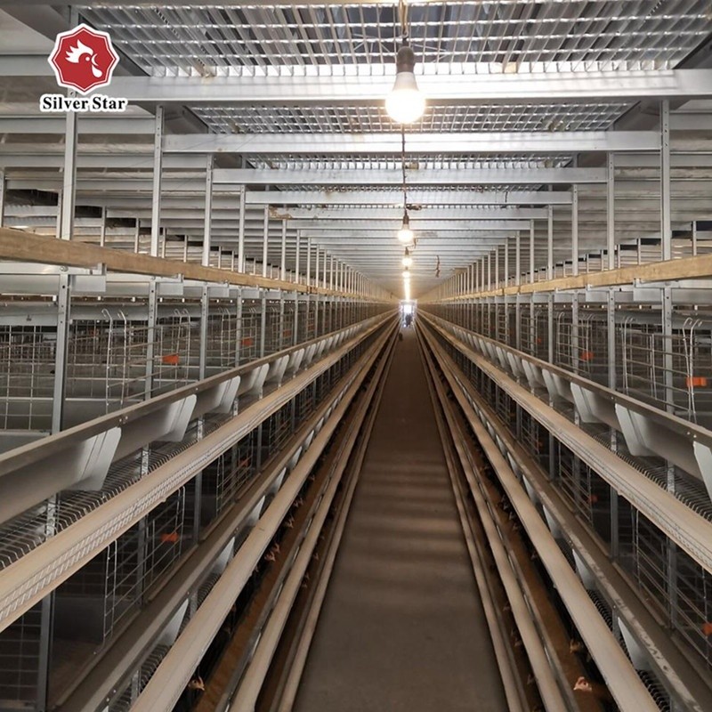 Battery Cages Are Designed As A Ventilated, Automatic Layer System With ...