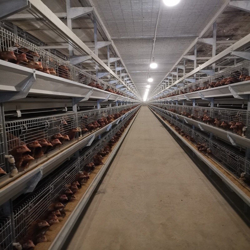Battery Cages For Laying Hens In The Poultry Farm House Constructed ...