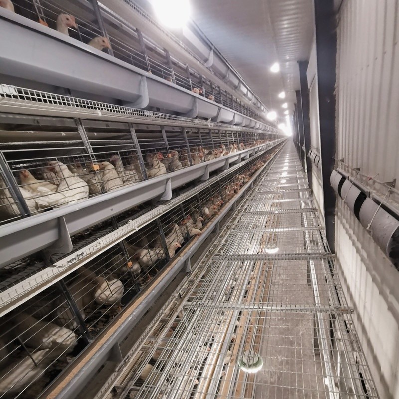 The Laying Hens Are Housed In Hot Galvanized Battery Cages Within The ...