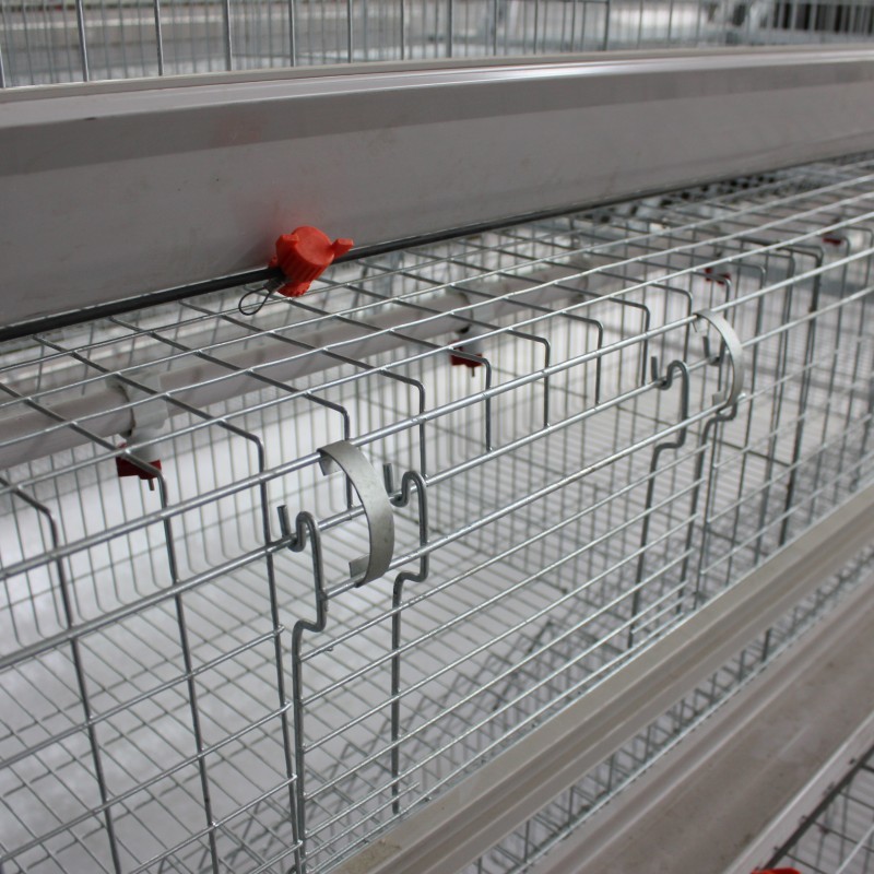 A Type Broiler Chicken Cage System Automatic Chick Breeding Cages 144 Birds
