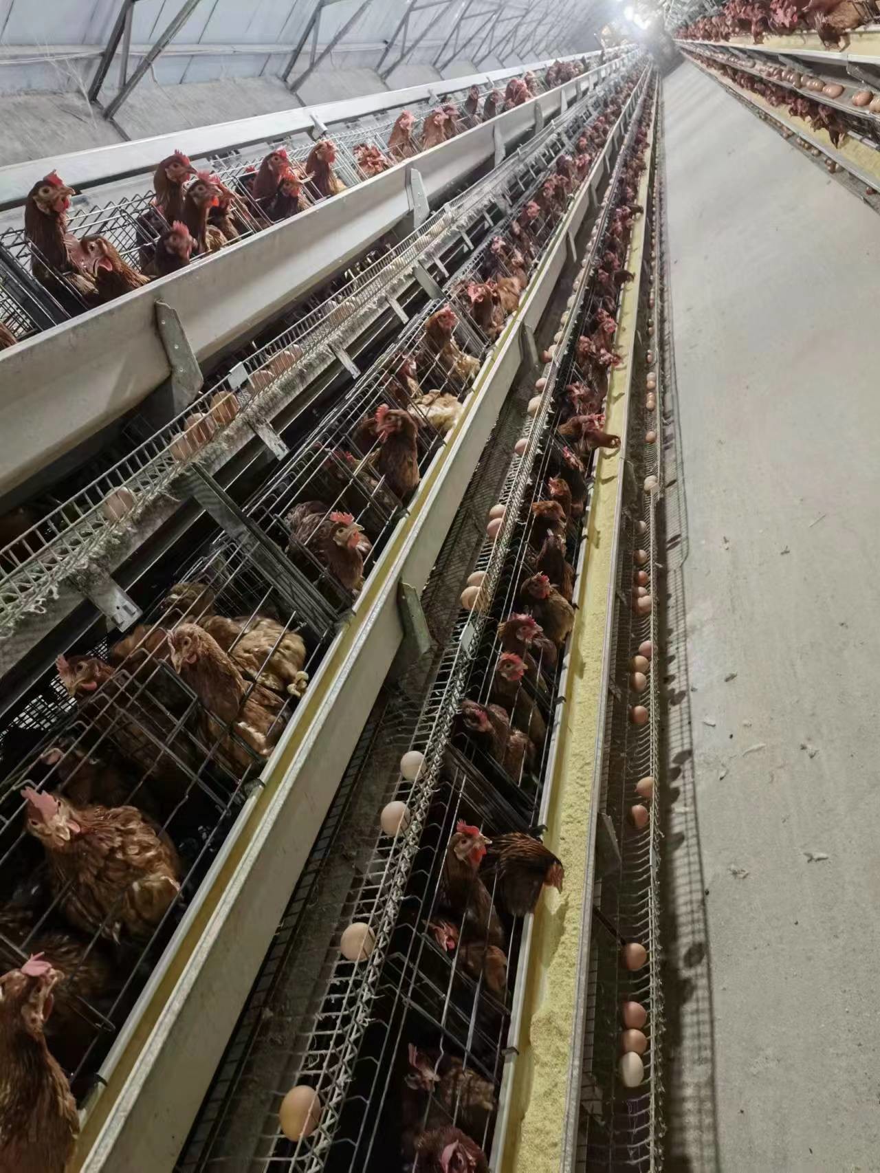 2024 Galvanized A-Type Laying Hens H-Type Battery Cage And Automatic ...