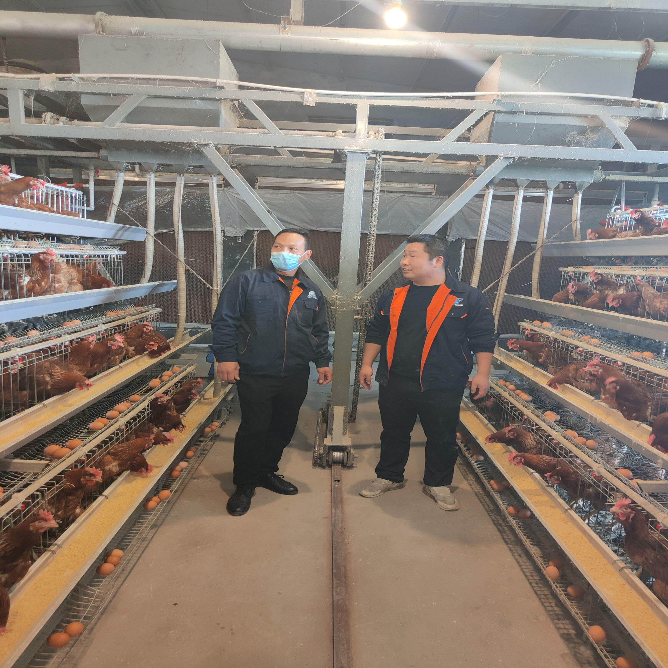 2024 Galvanized A-Type Laying Hens H-Type Battery Cage And Automatic ...
