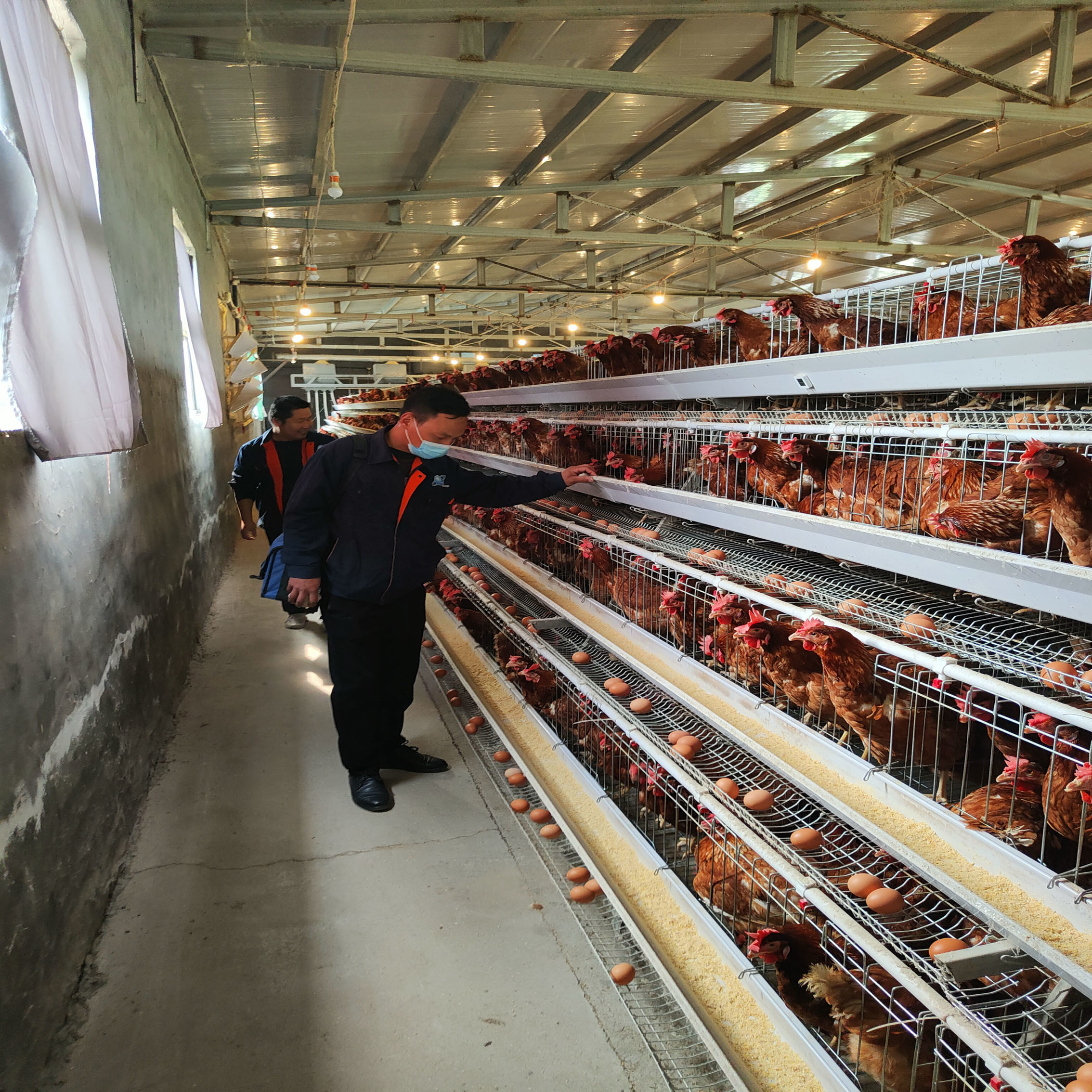 1950×2300×2000 Poultry Farm Laying Hens Cage A Type 3,4 Tiers Egg Layer ...