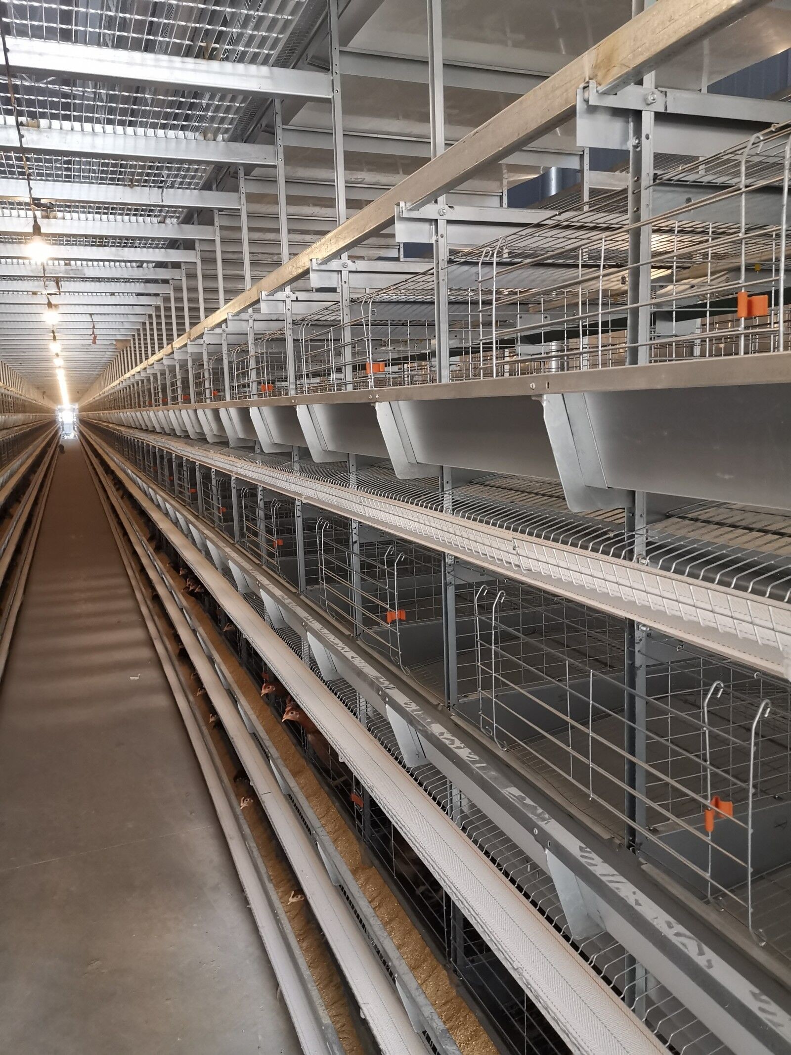4000-5000 Birds 4 Layer Battery H Type Chicken Egg Laying Hens Poultry ...