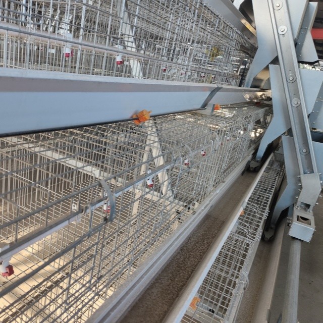 Hot Galvanized Poultry Farming Equipment Automated Layer Chicken ... Hot Galvanized Poultry Farming Equipment Automated Layer Chicken ...