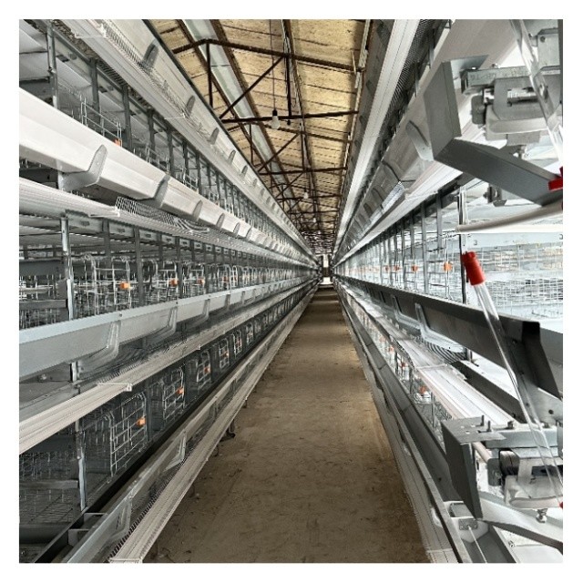 Hot Galvanized Automatic Layer Cage Broiler Cage For Farm Equipment ...