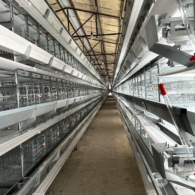Automatic H Type Chicken Layer Cage Battery For Chicken Layer Farming ...