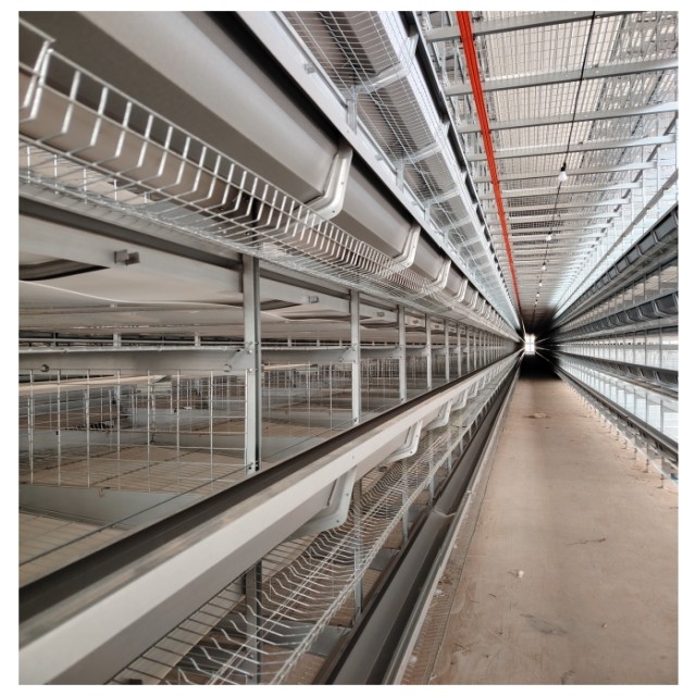 Space-Saving Design High Yield H-Type Fully Automatic Layer Cages for ...