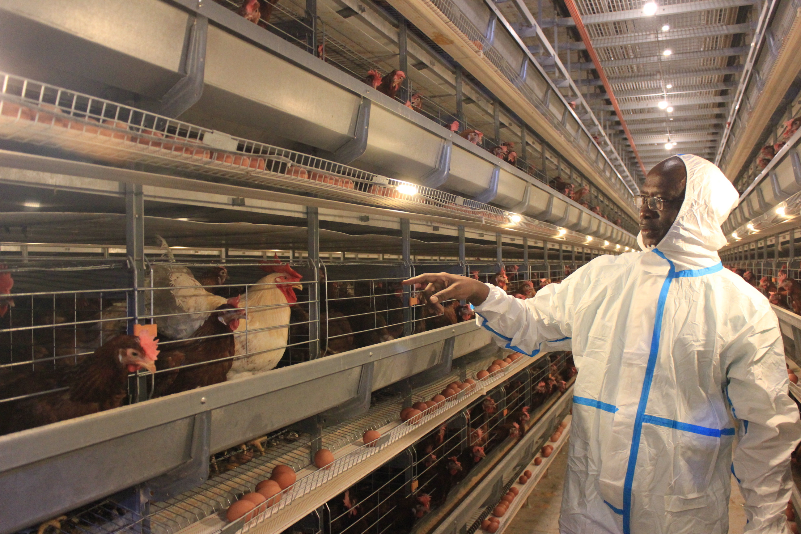 Design Chicken House Laying Coop H Type Broiler Cages Feeder Battery ...
