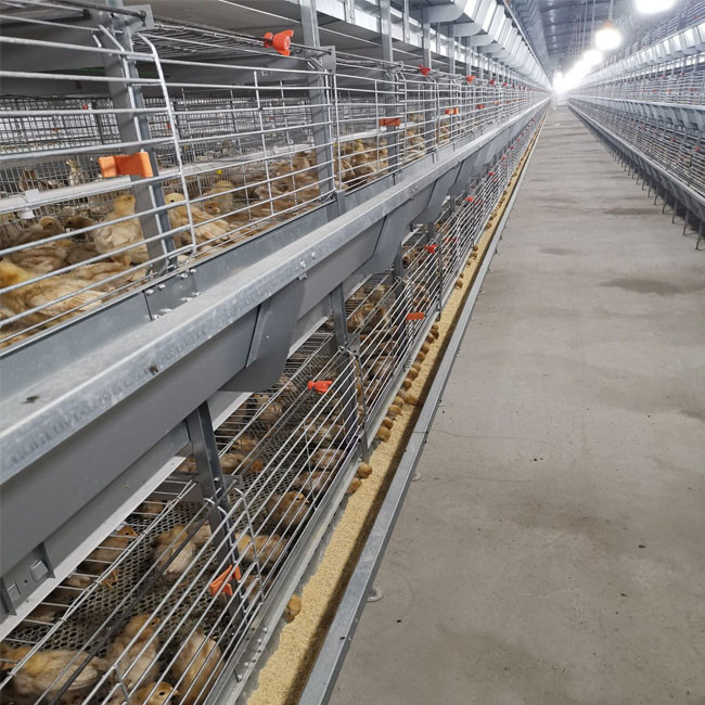 4 Tiers Multi Tier Automatic Poultry Feeding System For Broiler ...