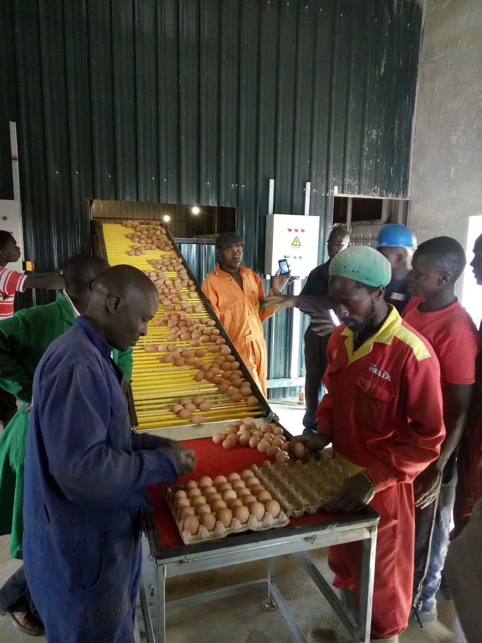 Poultry Field Chicken Farming Equipment 54 Birds A Type Layer Cage