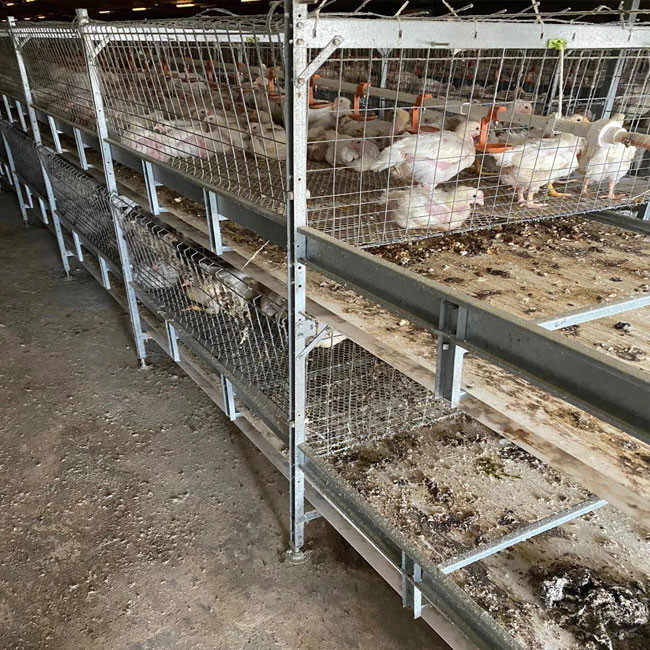 Silver Color Broiler Chicken Cage One Day Old Baby Chick To 45 Days ...
