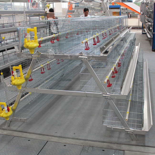 Battery Cages For Layers – The Complete Guide to the Cage System of ...