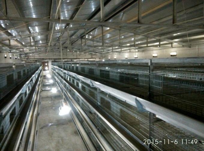 110 Days Baby Chick Brooder Cage Fully Automatic H Type